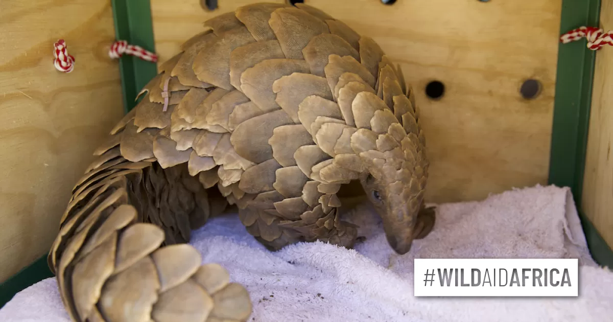 From meat to scales, pangolin survival hangs in the balance | WildAid ...