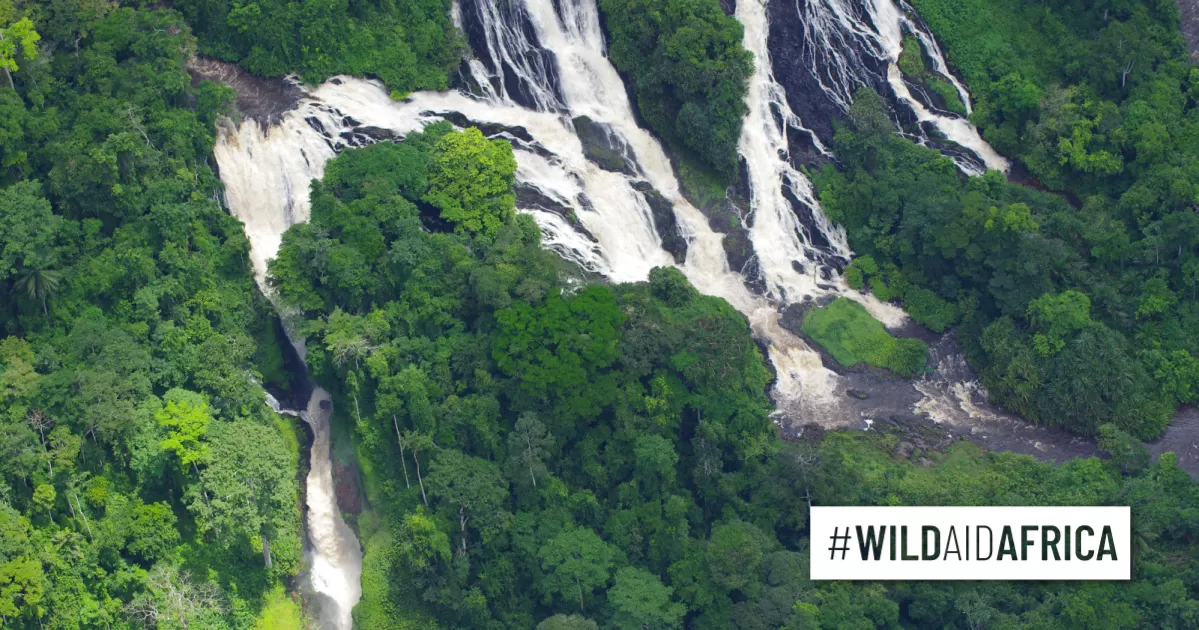 The Congo Basin is under threat - here's why we need to act now ...