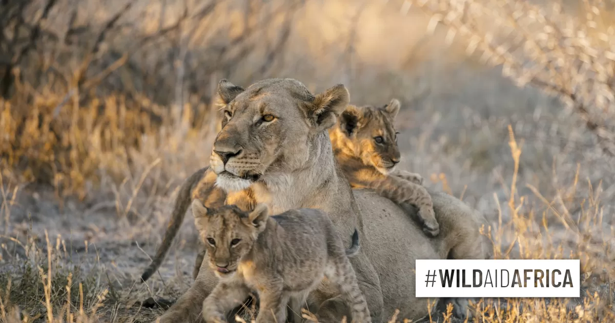 Community involvement must be the heart of lion conservation | WildAid ...