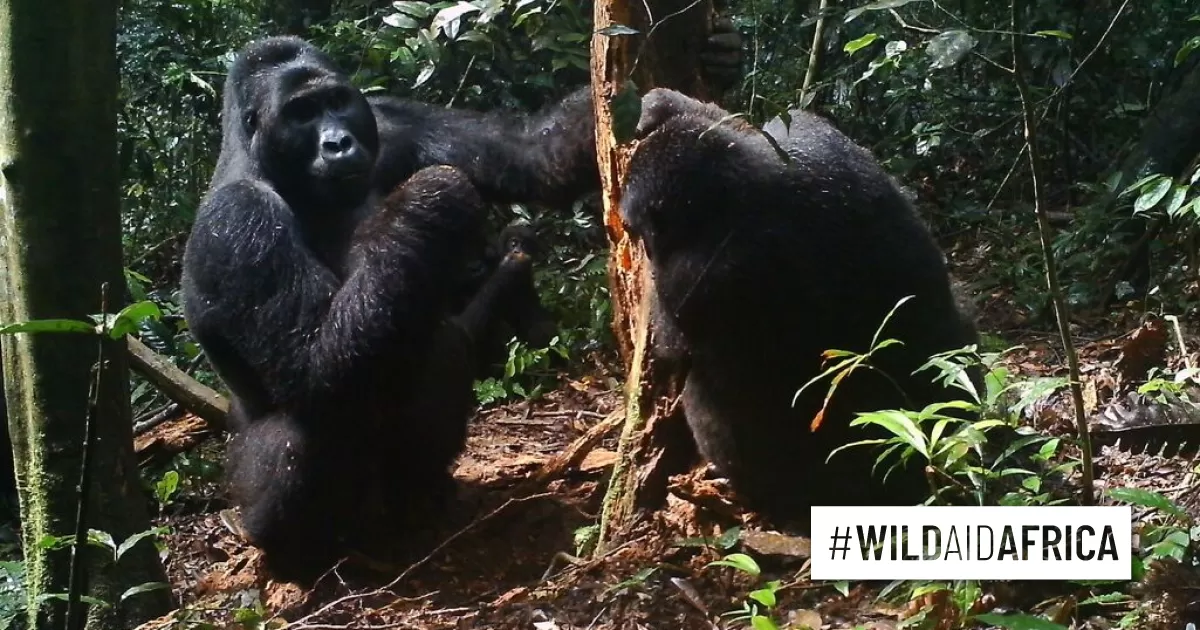 Remote cameras show healthy populations of critically endangered Eastern Lowland Gorillas in ...