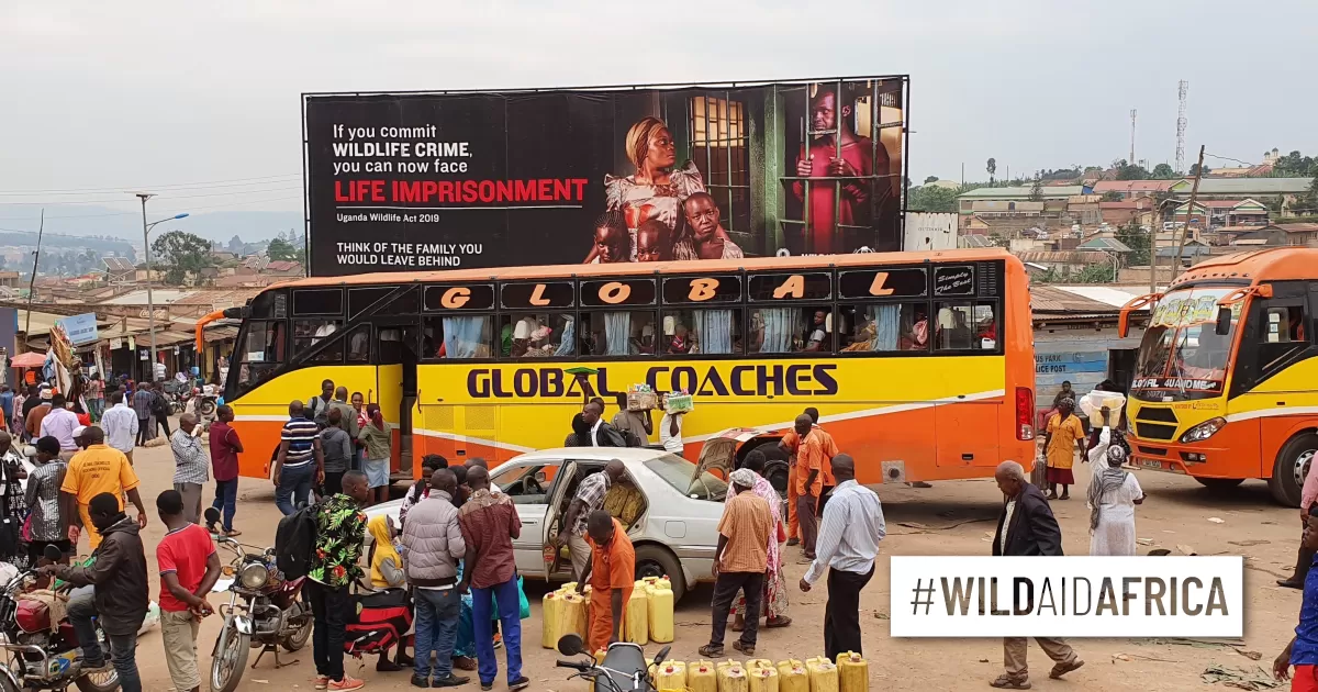 WildAid campaign raises awareness about landmark Ugandan wildlife law ...