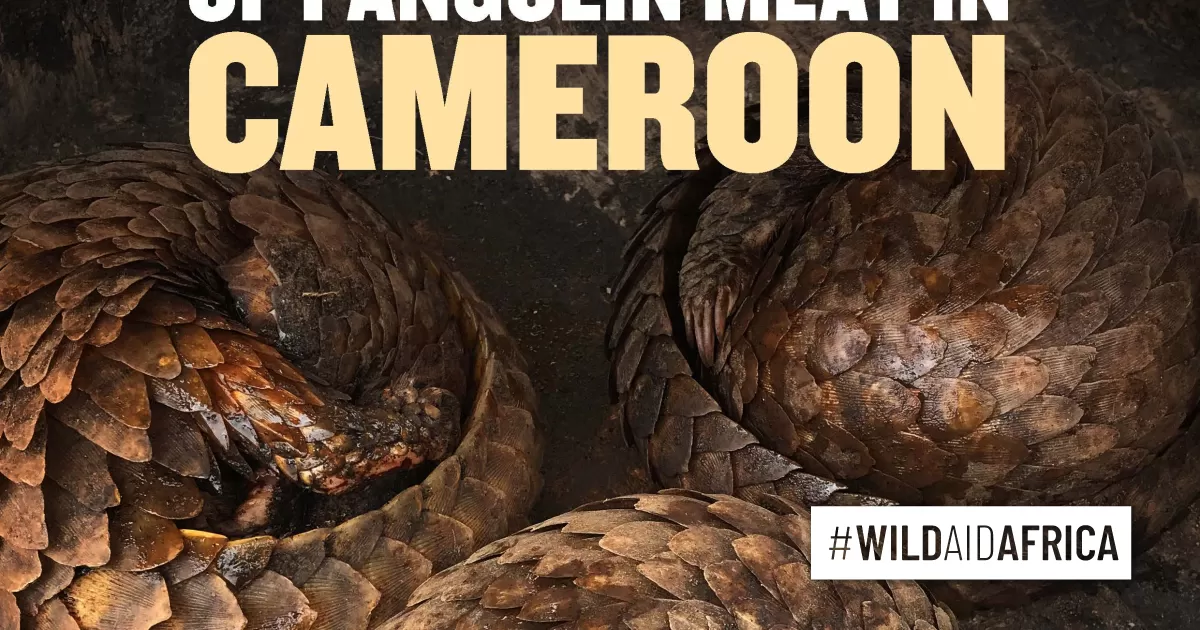 Report: Understanding Urban Consumption of Pangolin Meat in Cameroon ...