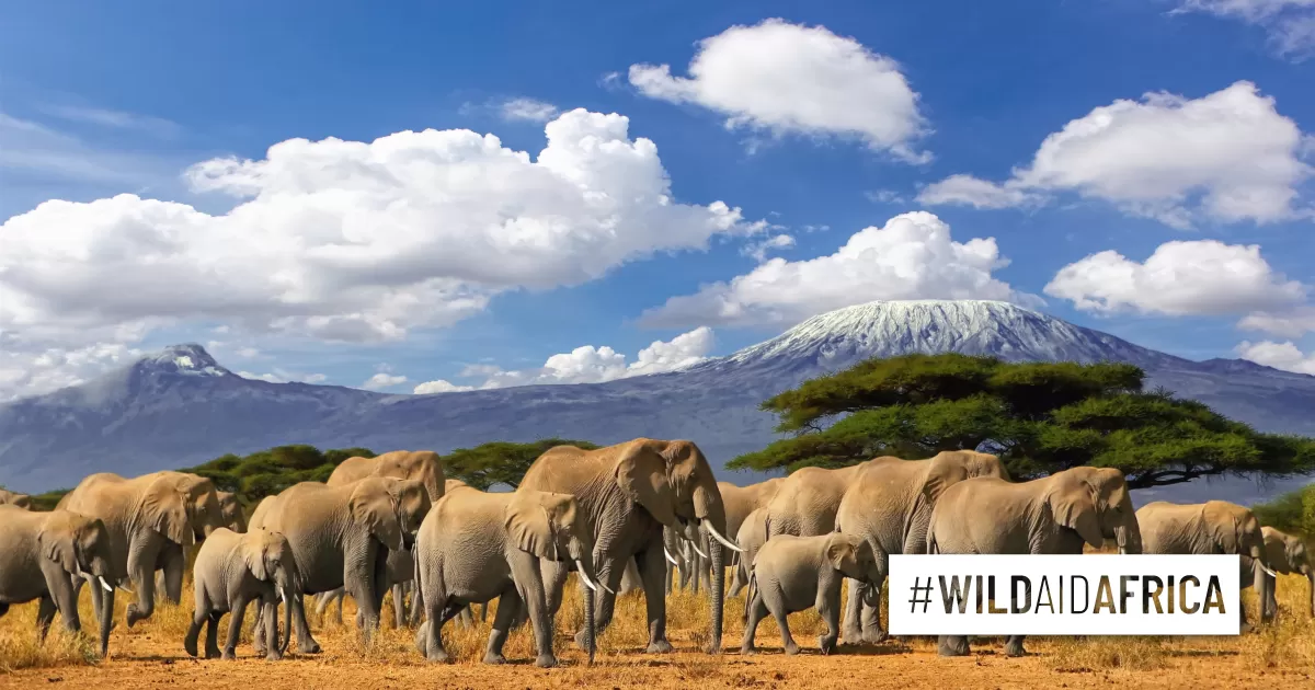 About | WildAid Africa