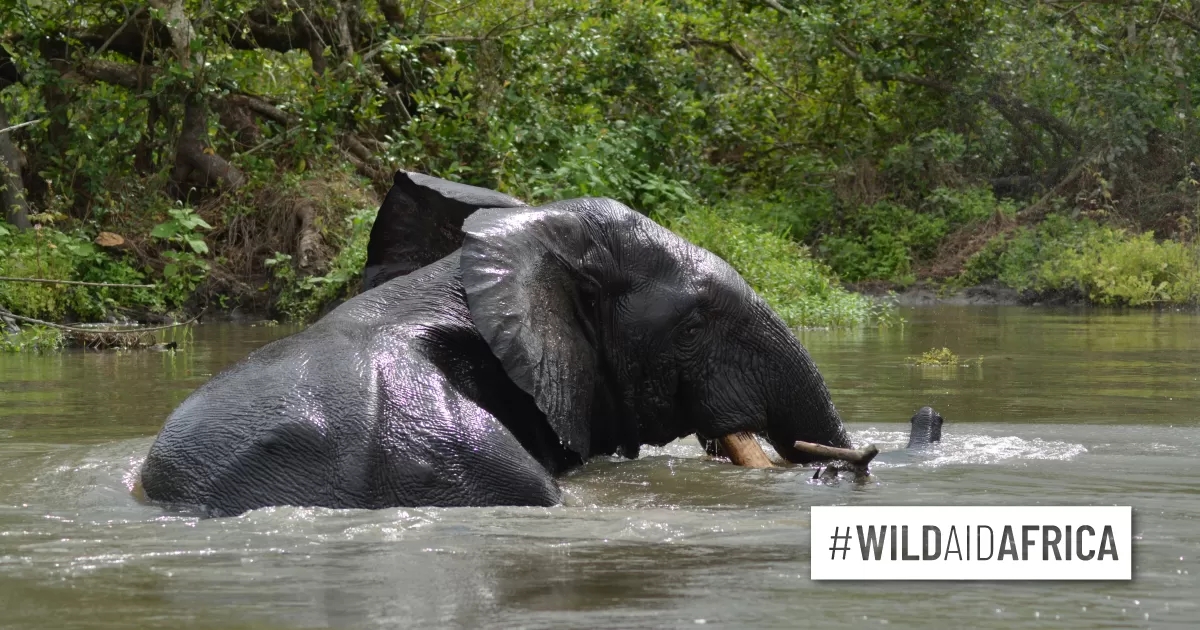 Gabon | WildAid Africa
